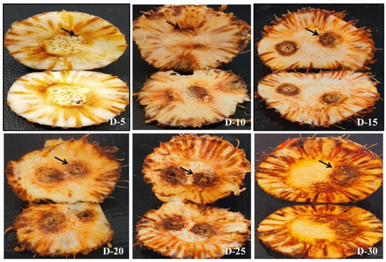 Invasion and Colonization of Pathogenic Fusarium oxysporum R1 in Crocus ...