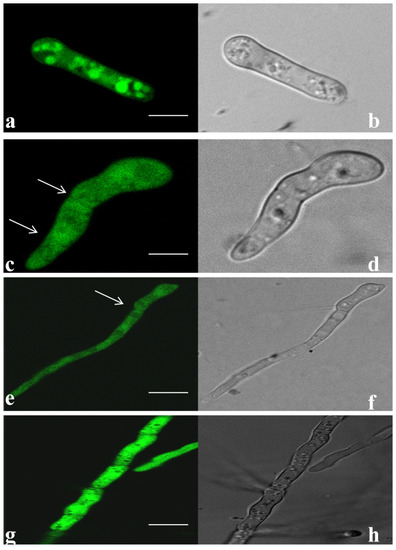 Invasion and Colonization of Pathogenic Fusarium oxysporum R1 in Crocus ...