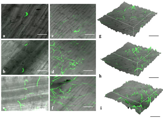 Invasion and Colonization of Pathogenic Fusarium oxysporum R1 in Crocus ...