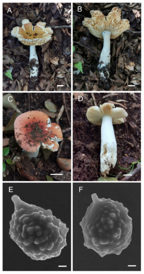 Morphological Characteristics and Phylogeny Reveal Six New Species in ...