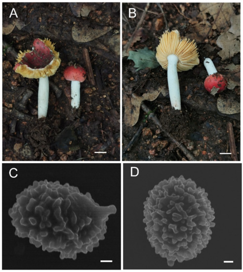 Morphological Characteristics and Phylogeny Reveal Six New Species in ...