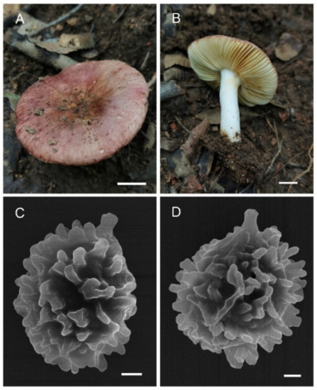 Morphological Characteristics and Phylogeny Reveal Six New Species in ...