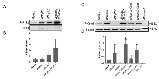 The Calcium Chloride Responsive Type 2C Protein Phosphatases Play ...