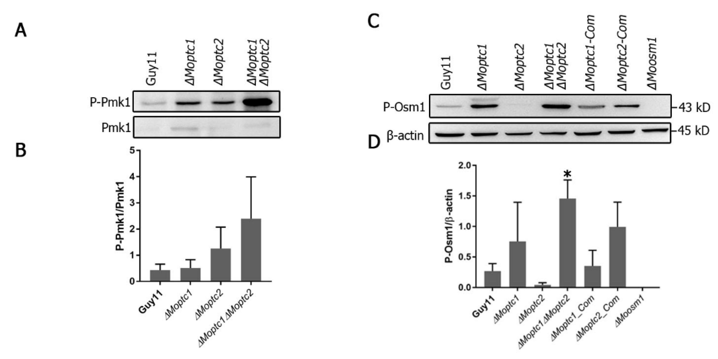 The Calcium Chloride Responsive Type 2C Protein Phosphatases Play ...