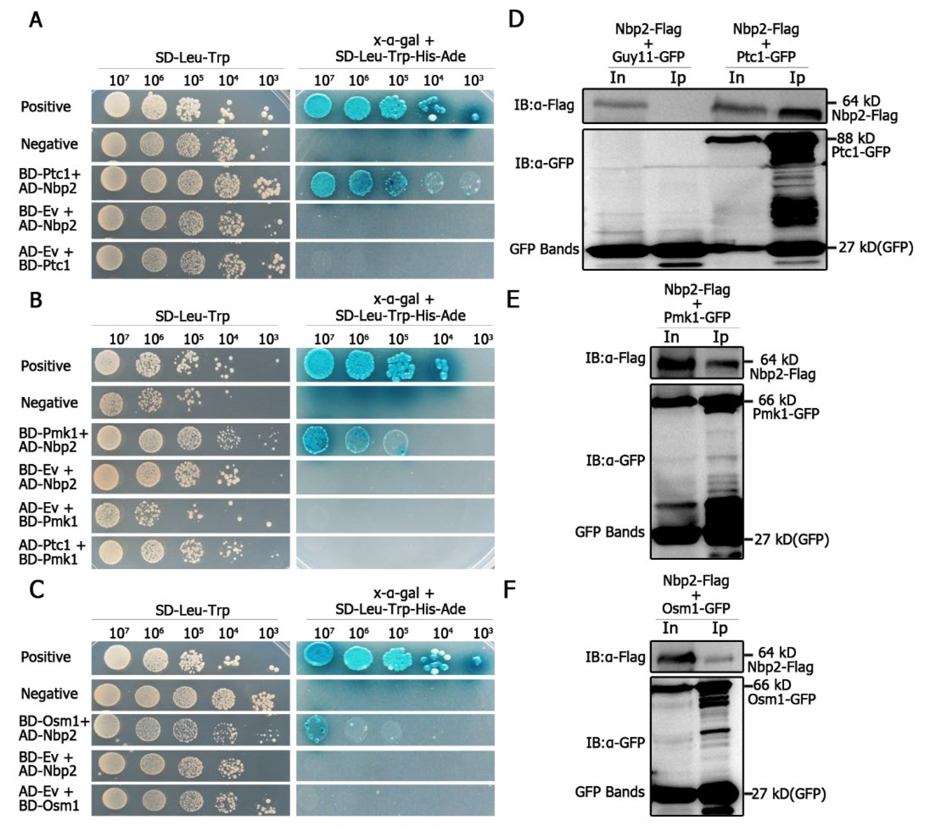 The Calcium Chloride Responsive Type 2C Protein Phosphatases Play ...