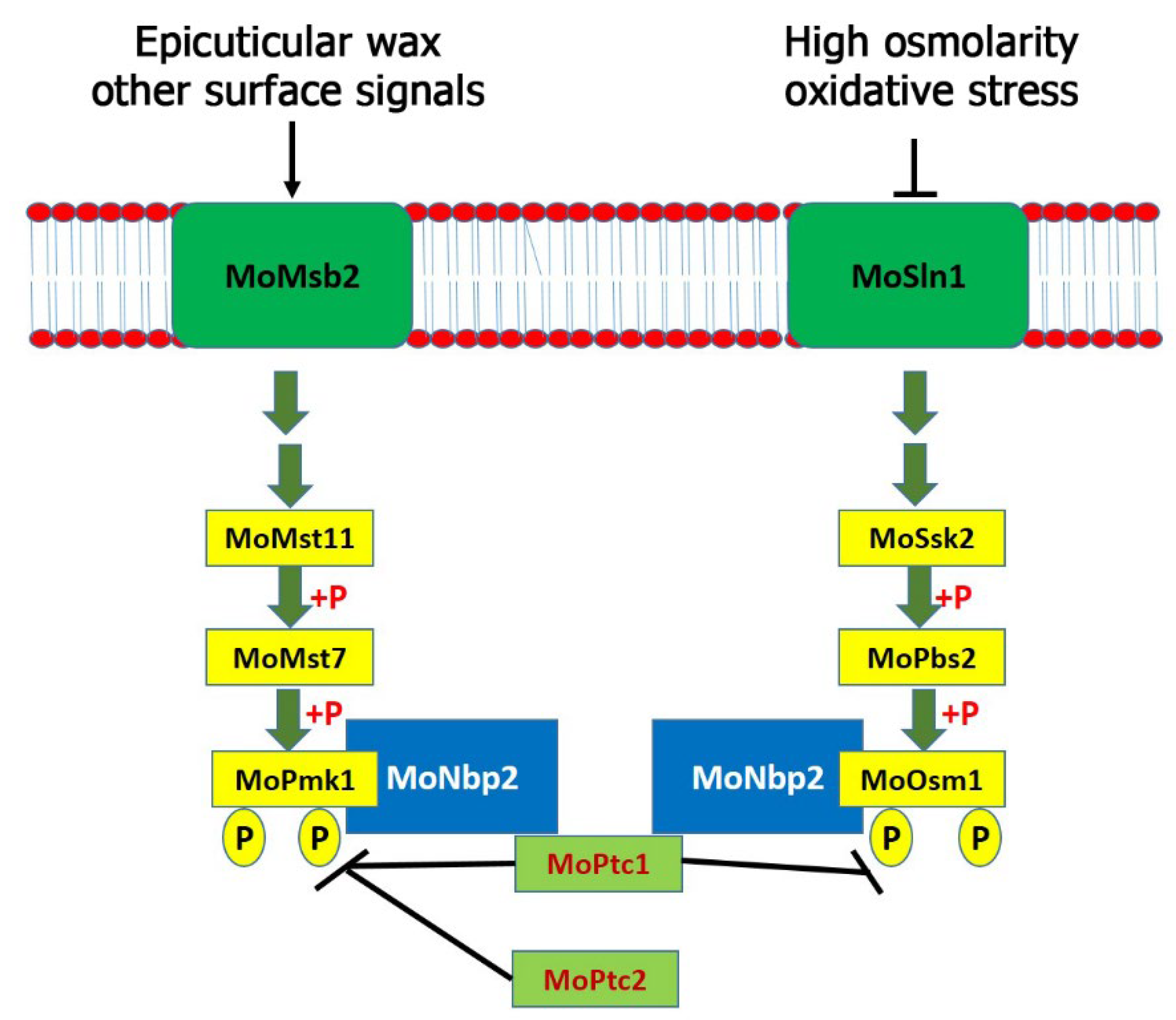 The Calcium Chloride Responsive Type 2C Protein Phosphatases Play ...