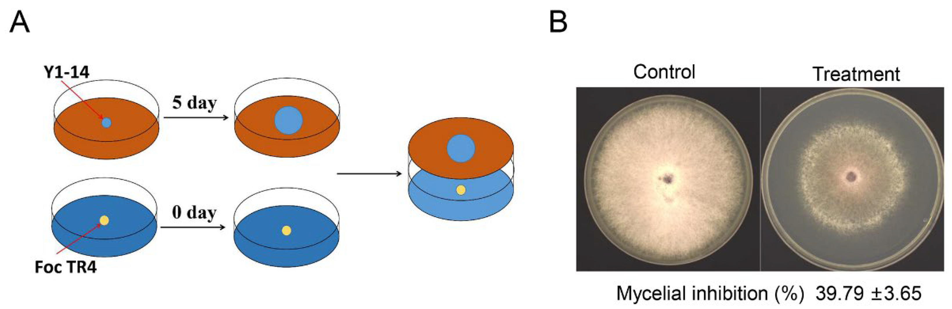 Antifungal Mechanism of Metabolites from Newly Isolated Streptomyces sp ...