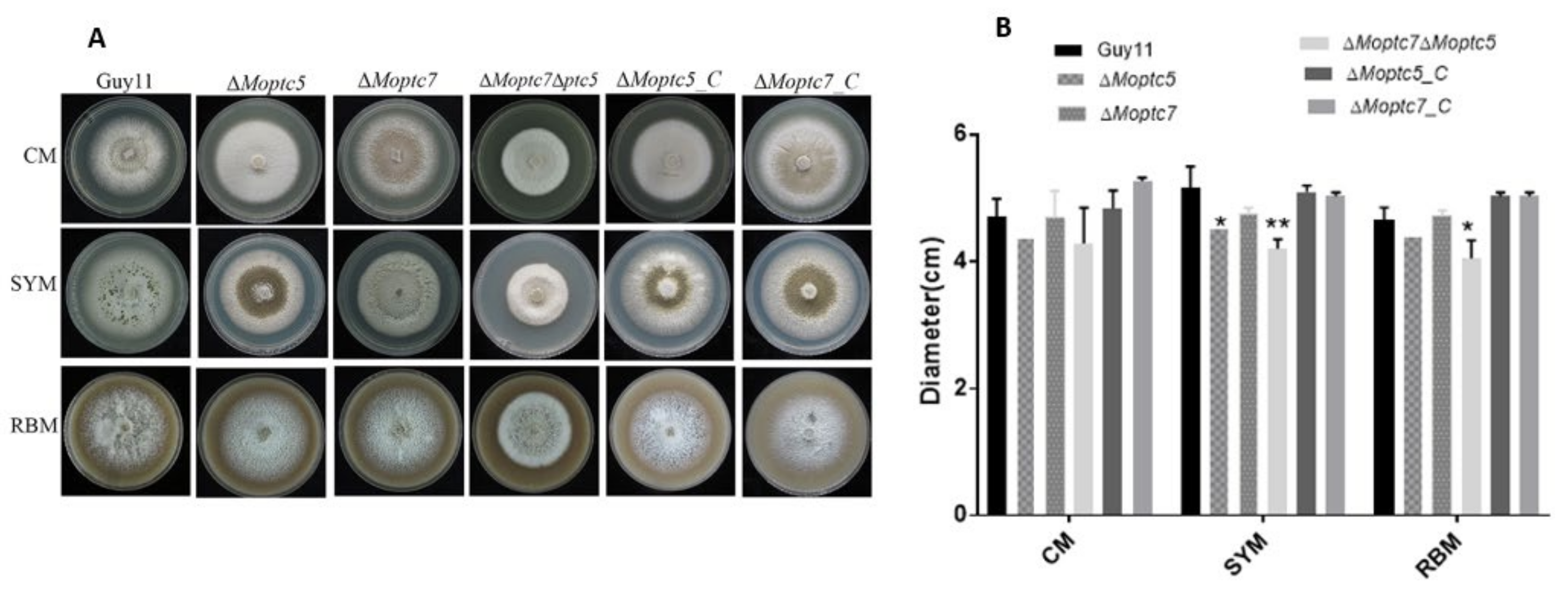 JoF | Free Full-Text | Type 2C Protein Phosphatases MoPtc5 and MoPtc7 ...