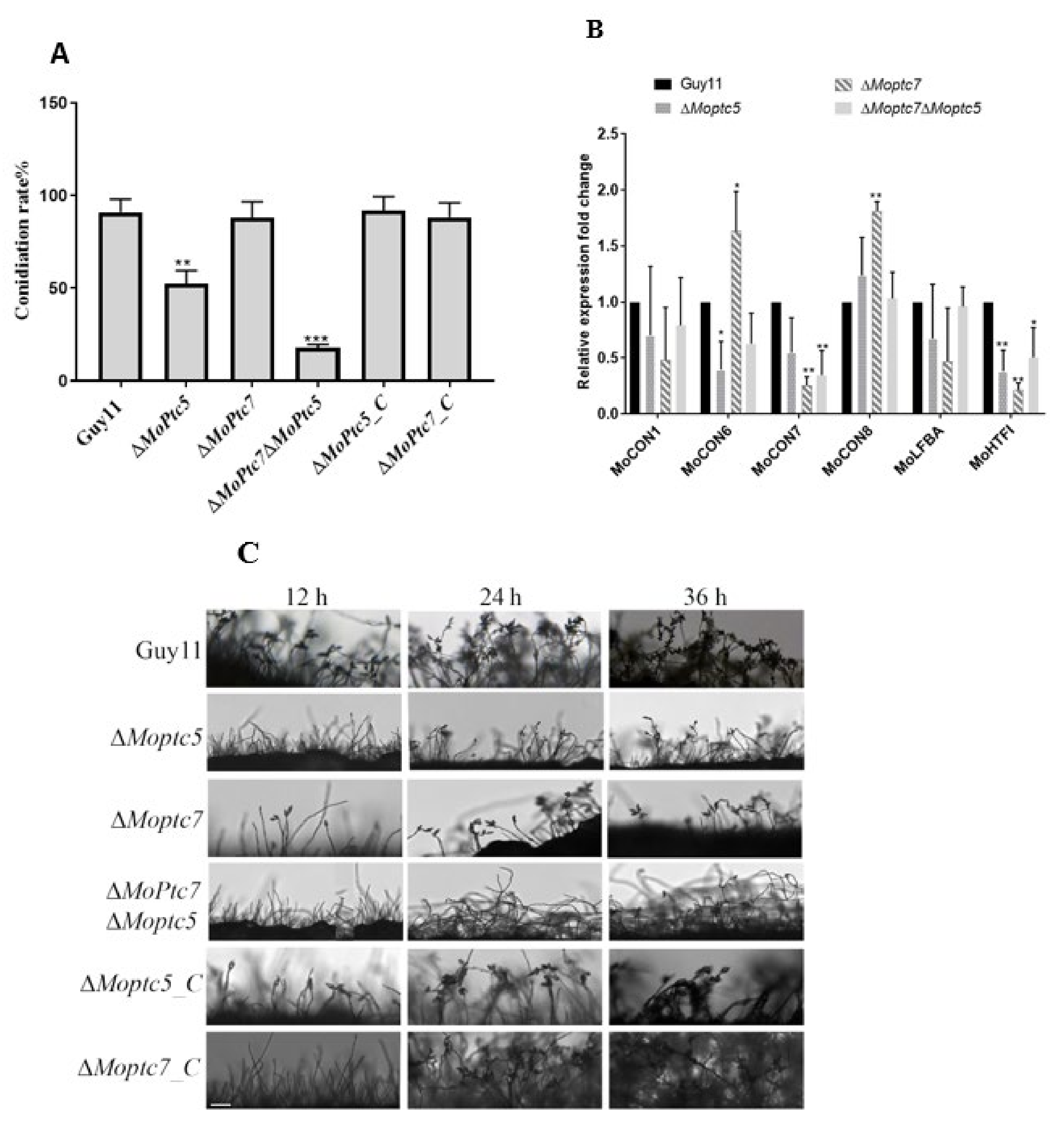 JoF | Free Full-Text | Type 2C Protein Phosphatases MoPtc5 and MoPtc7 ...