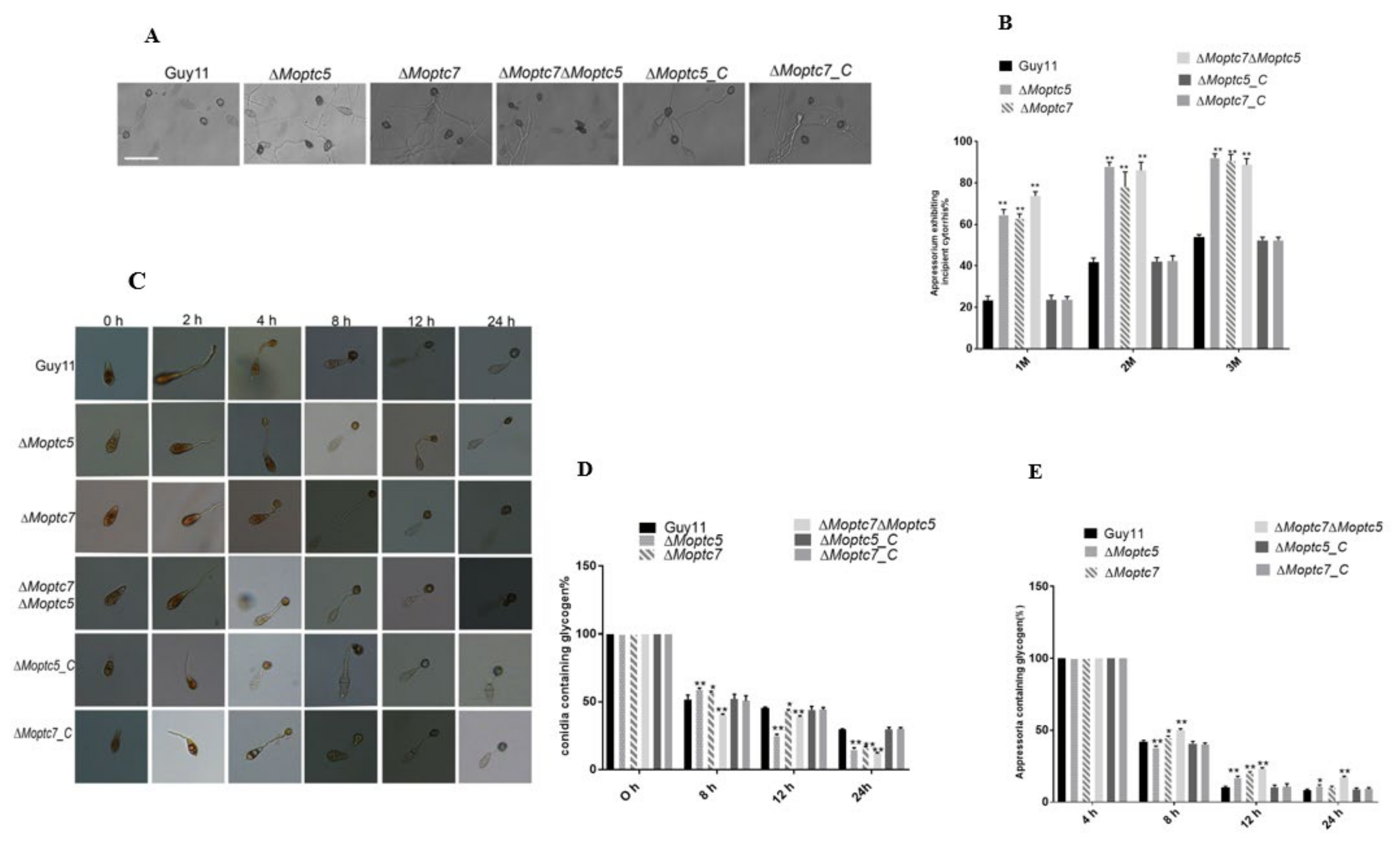 JoF | Free Full-Text | Type 2C Protein Phosphatases MoPtc5 and MoPtc7 ...