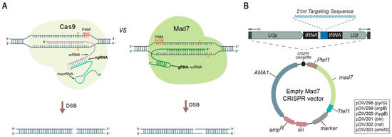 A Mad7 System for Genetic Engineering of Filamentous Fungi