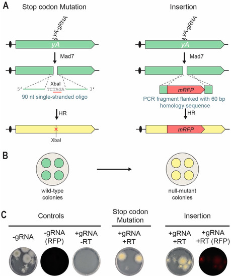 A Mad7 System for Genetic Engineering of Filamentous Fungi
