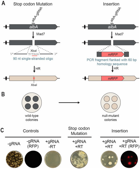 A Mad7 System for Genetic Engineering of Filamentous Fungi
