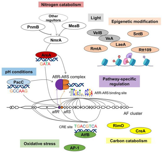 Genetic Regulation of Mycotoxin Biosynthesis