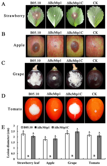Function of the Mitochondrial Transport Protein BcMtp1 in Regulating ...