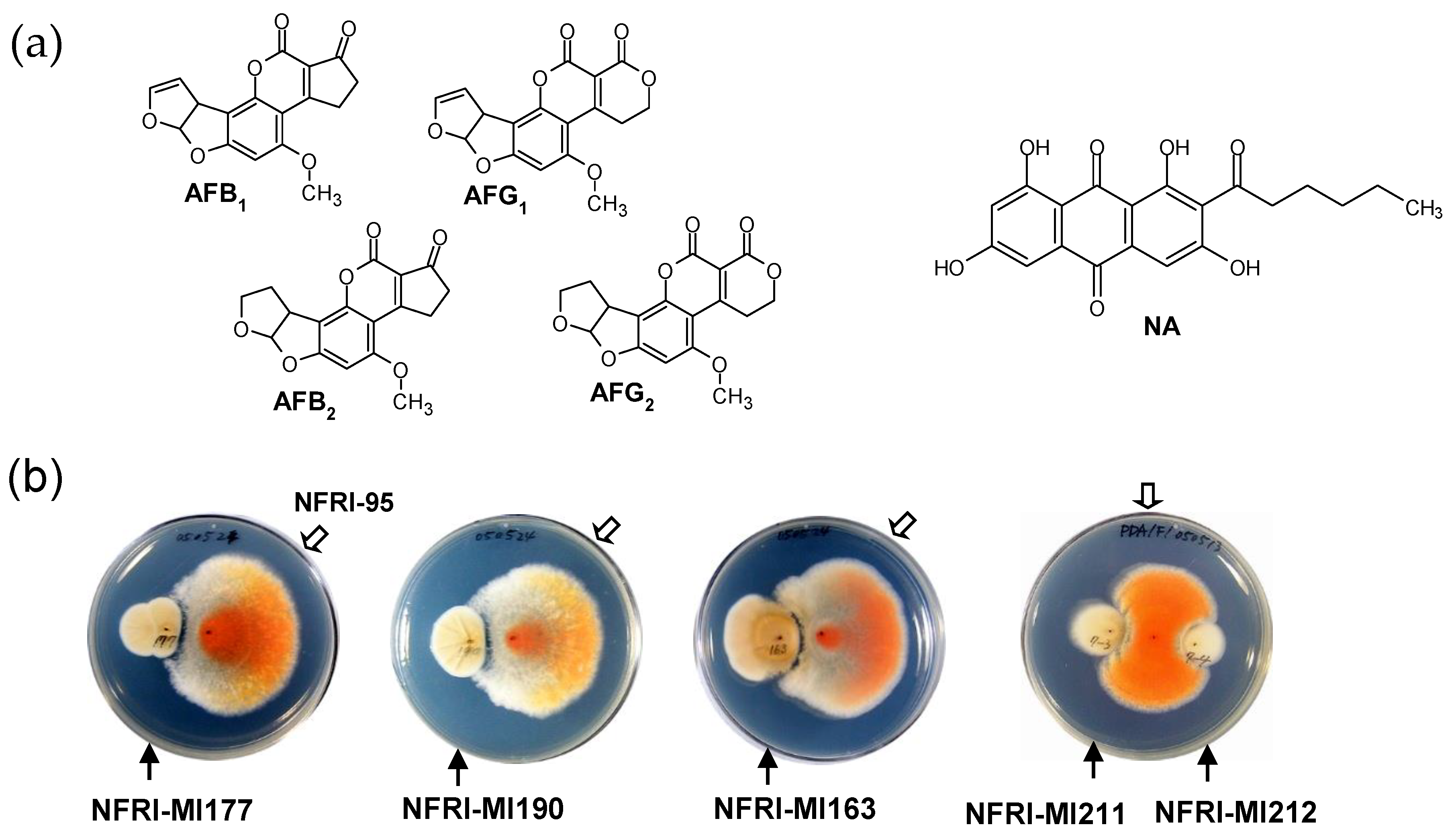 JoF | Free Full-Text | Inhibition of Aflatoxin Production by Citrinin and Non-Enzymatic ...