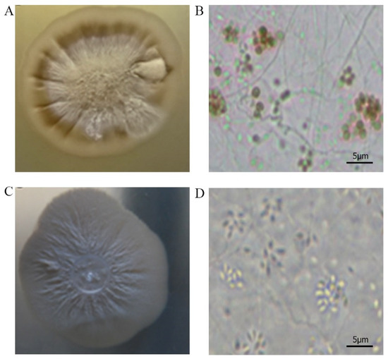 Preservation Methods in Isolates of Sporothrix Characterized by ...