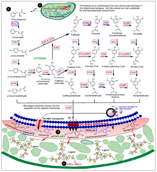 Lignin and Its Pathway-Associated Phytoalexins Modulate Plant Defense ...