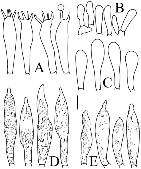 Morphological Characteristics and Molecular Evidence Reveal four New ...