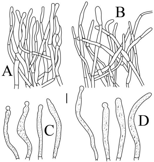 Morphological Characteristics and Molecular Evidence Reveal four New ...