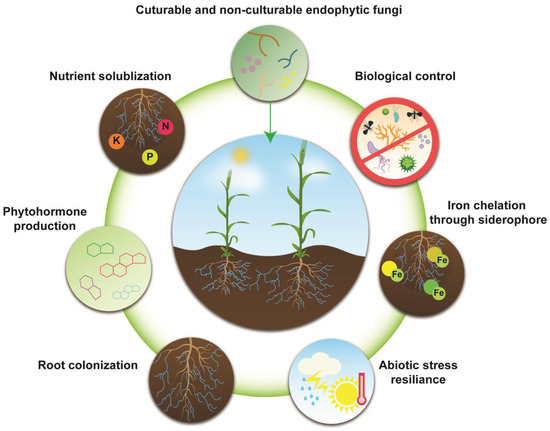 Uniting the Role of Endophytic Fungi against Plant Pathogens and Their Interaction