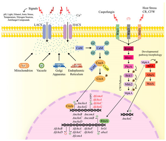 Chitin Biosynthesis in Aspergillus Species