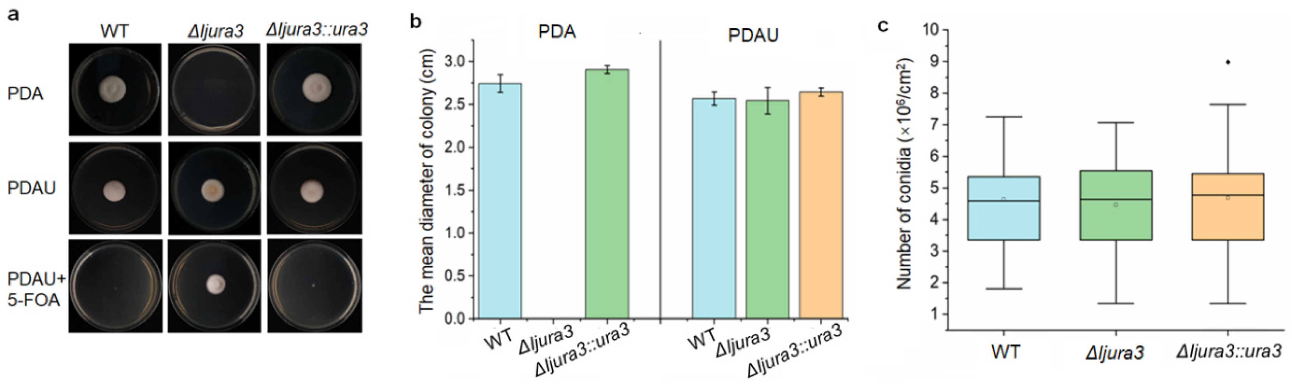 URA3 as a Selectable Marker for Disruption and Functional Assessment of ...