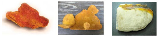 Metabolomic Profiling of Different Antrodia cinnamomea Phenotypes