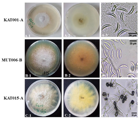 Identification and Characterization of Colletotrichum Species Causing ...