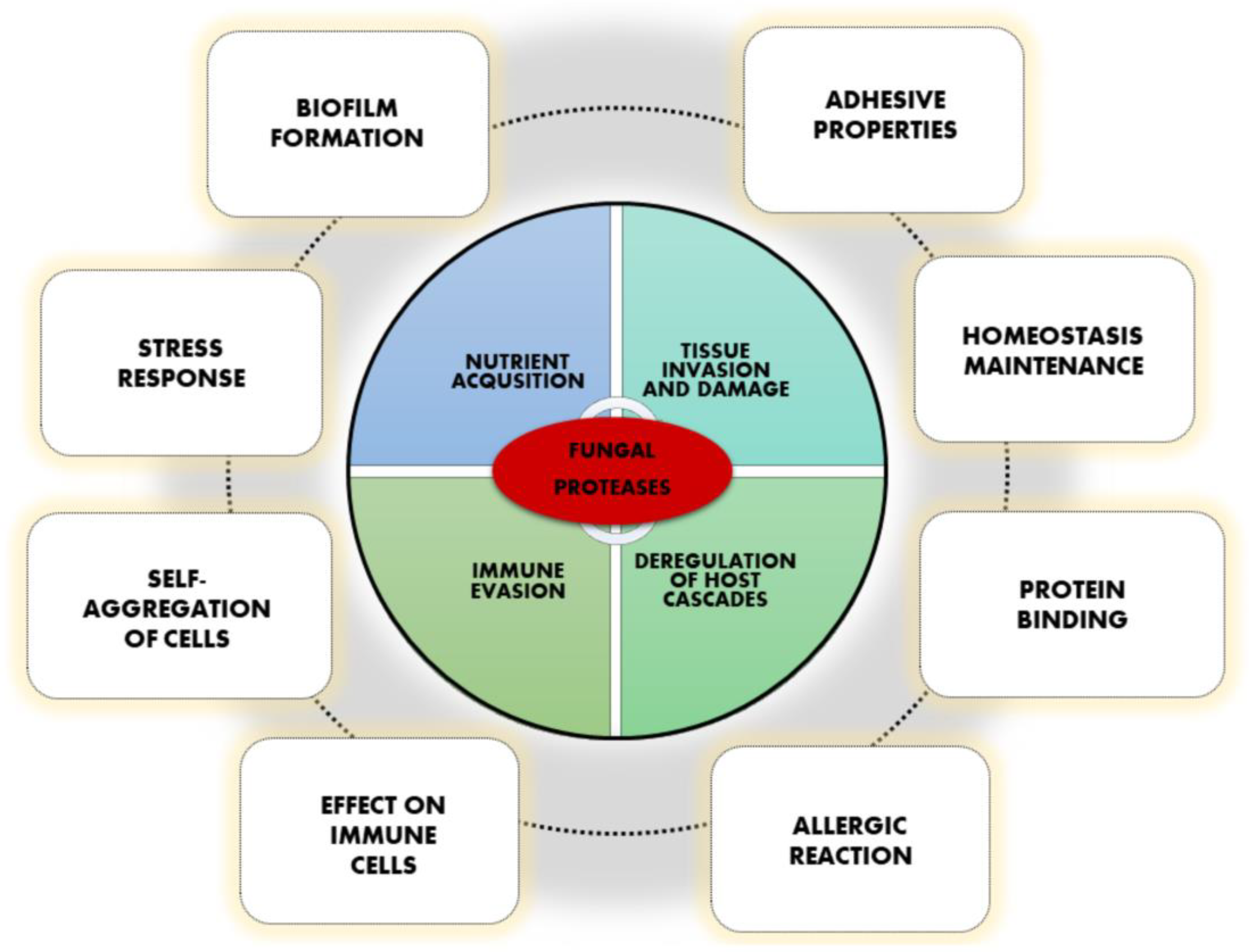 More than Just Protein Degradation: The Regulatory Roles and ...