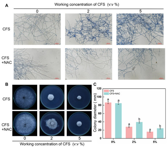 Cell-Free Supernatant of Bacillus subtilis Reduces Kiwifruit Rot Caused ...