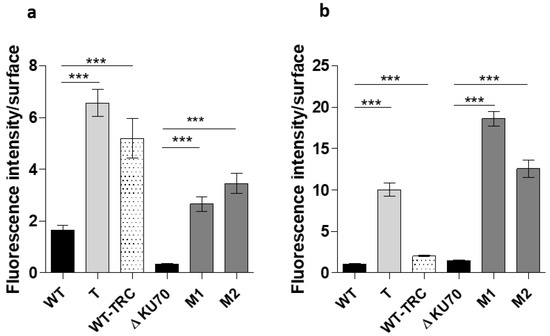 Deciphering the Role of PIG1 and DHN-Melanin in Scedosporium ...
