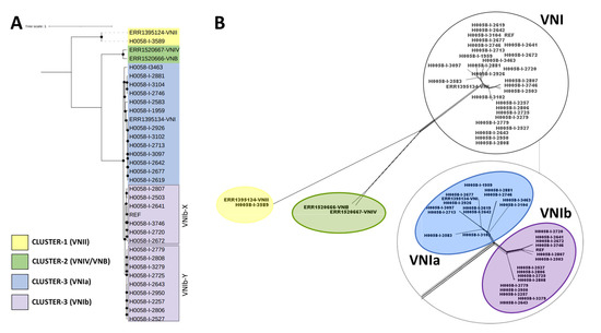 A Landscape of the Genomic Structure of Cryptococcus neoformans in ...