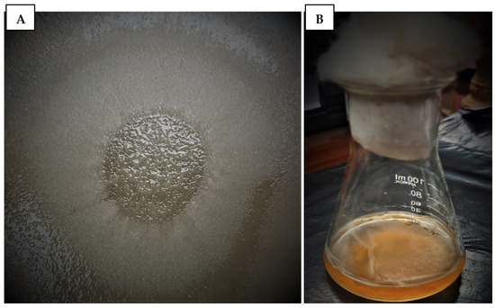 Immunomodulatory Potency of Eclipta alba (Bhringaraj) Leaf Extract in ...