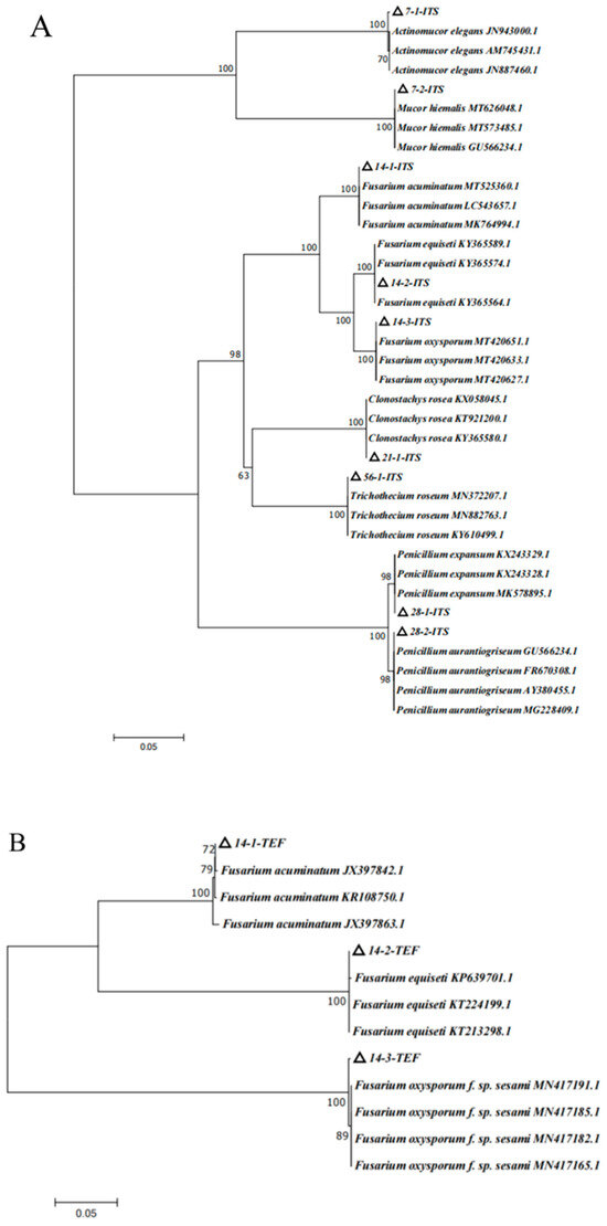 Isolation of Main Pathogens Causing Postharvest Disease in Fresh ...