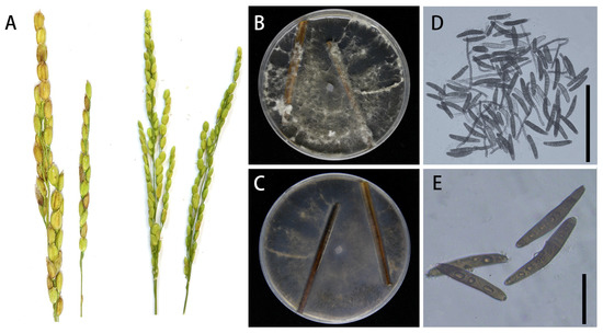 The Chromosome-Scale Genomes of Exserohilum rostratum and Bipolaris ...