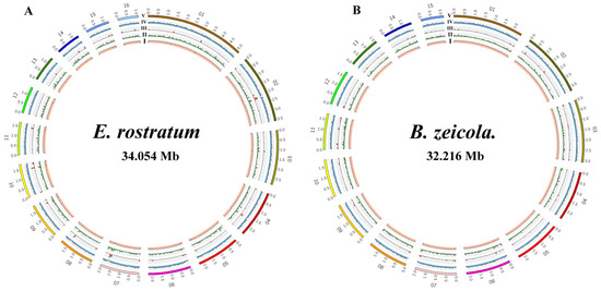 The Chromosome-Scale Genomes of Exserohilum rostratum and Bipolaris ...