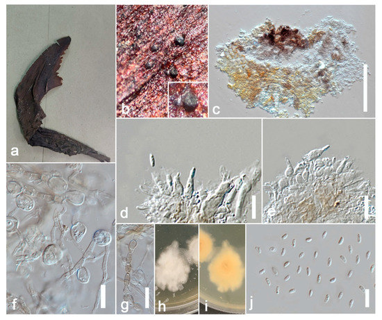 JoF | Free Full-Text | Plant-Associated Novel Didymellaceous Taxa in ...