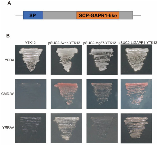 LtGAPR1 Is a Novel Secreted Effector from Lasiodiplodia theobromae That ...