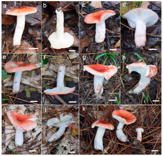 Four New Species of Russula Subsection Sardoninae from China