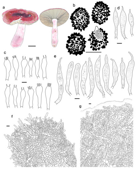 Four New Species of Russula Subsection Sardoninae from China