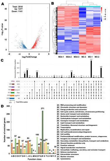 Comparative Transcriptomic Analysis of Key Genes Involved in Citrinin Biosynthesis in Monascus ...