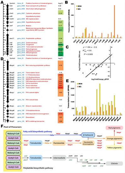 Comparative Transcriptomic Analysis of Key Genes Involved in Citrinin Biosynthesis in Monascus ...
