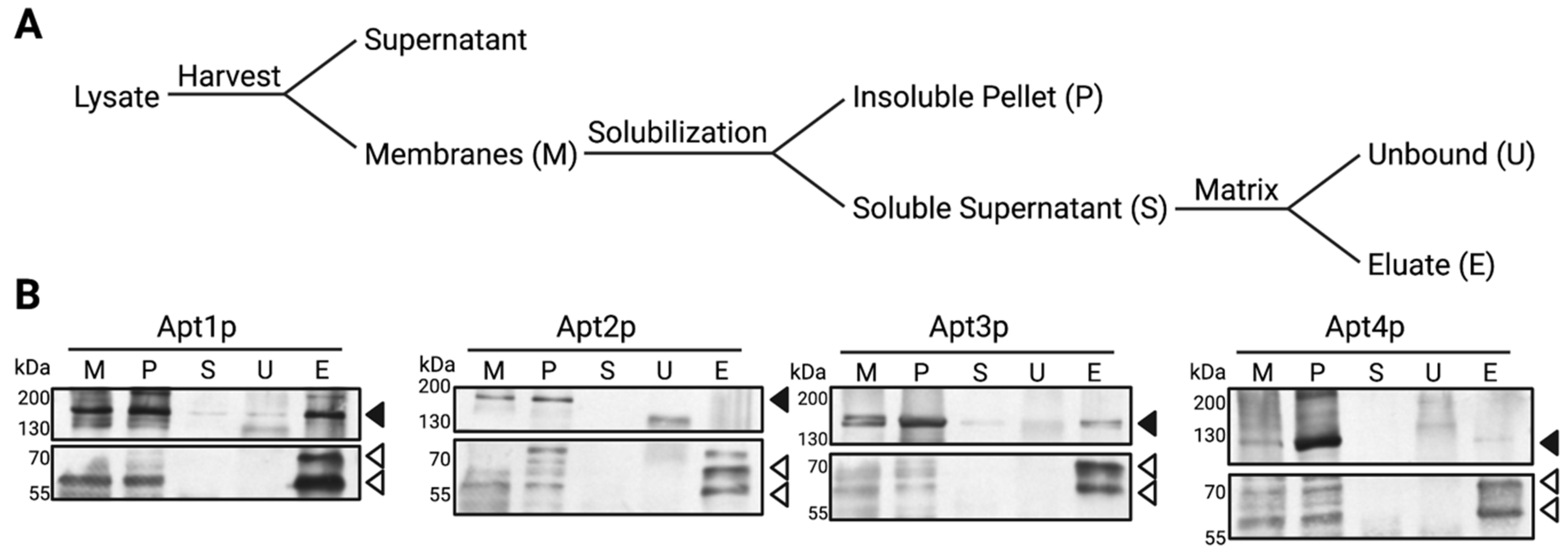 JoF | Free Full-Text | Functional Analysis of the P-Type ATPases Apt2-4 from Cryptococcus ...