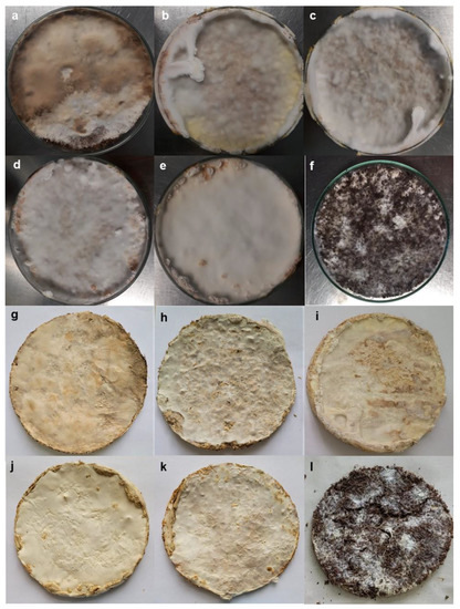 Mycelium-Composite Materials—A Promising Alternative to Plastics?