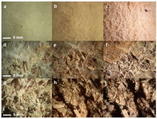 Mycelium-Composite Materials—A Promising Alternative to Plastics?