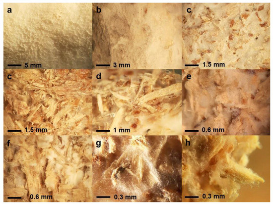 Mycelium-Composite Materials—A Promising Alternative to Plastics?