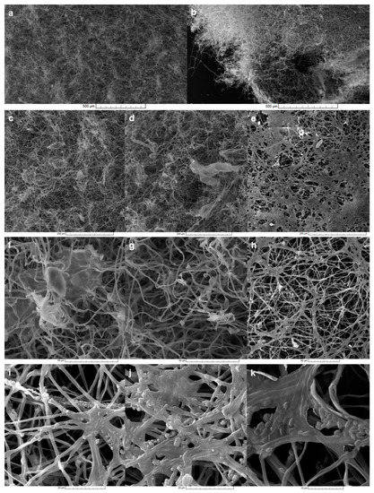 Mycelium-Composite Materials—A Promising Alternative to Plastics?