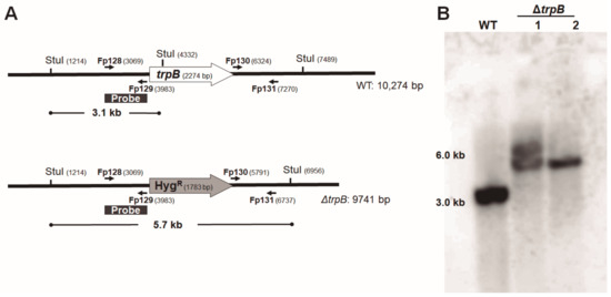 Expanding the Toolbox for Functional Genomics in Fonsecaea pedrosoi ...