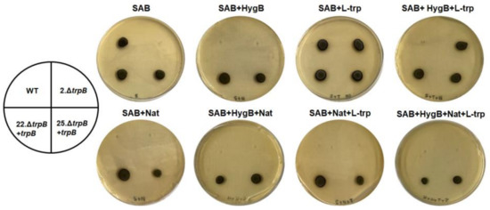 Expanding the Toolbox for Functional Genomics in Fonsecaea pedrosoi ...